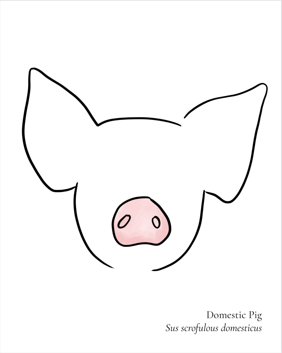 Minimalist Line Art Pig Drawing | Digital Download Printable With ...