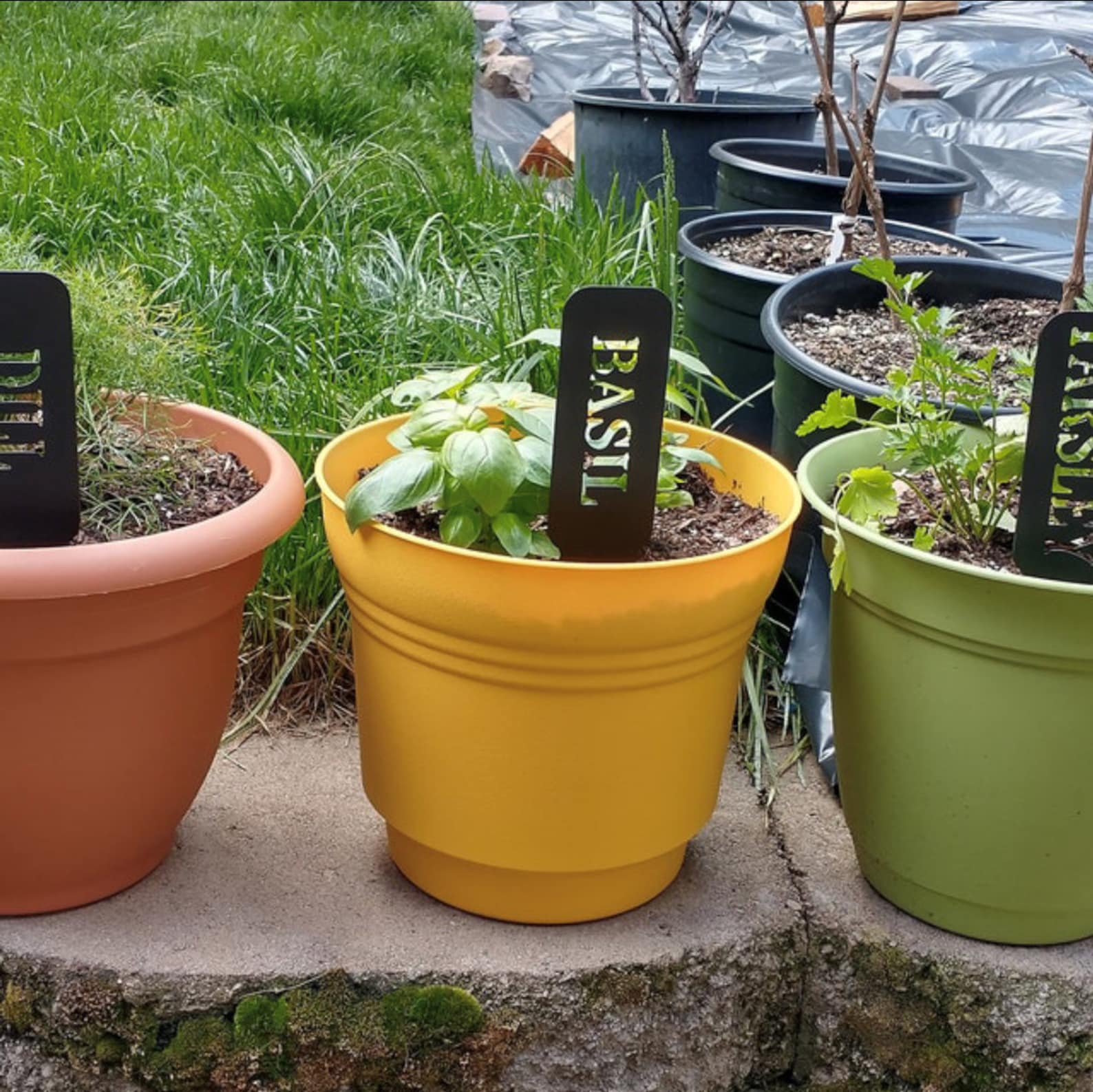 Metal Garden Stake for Vegetables, Vegetable Name Tags Large Custom ...