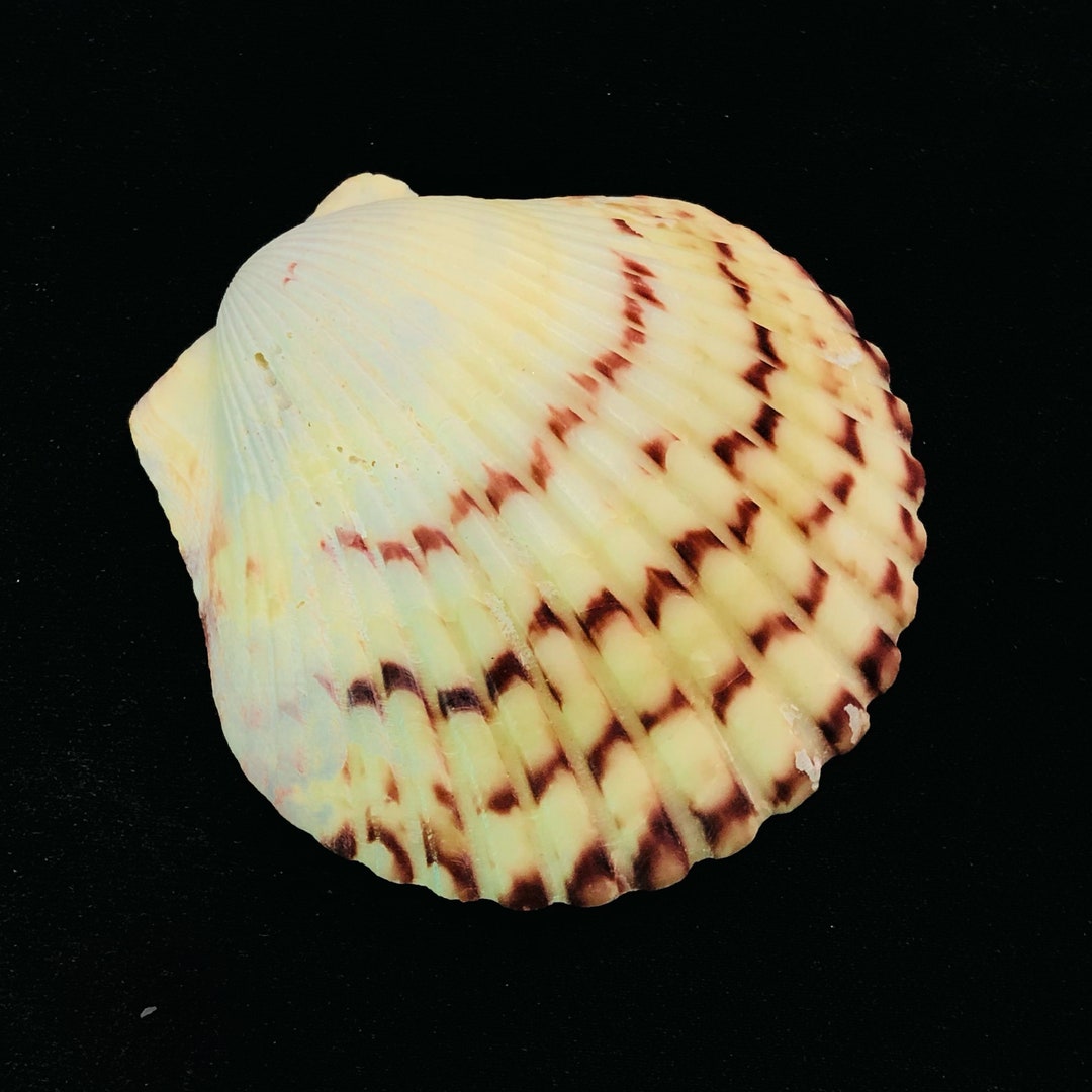 1 Real Sea Shell Colourfull Sea Shell Natural Beach Shell - Etsy