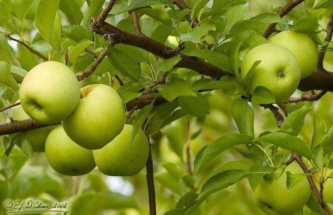 1 YELLOW DELICIOUS APPLE Tree *grafted* *live Plant/tree* 18-32 Inches ...