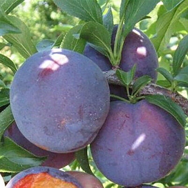 Cherry Tree Live Plant - Etsy