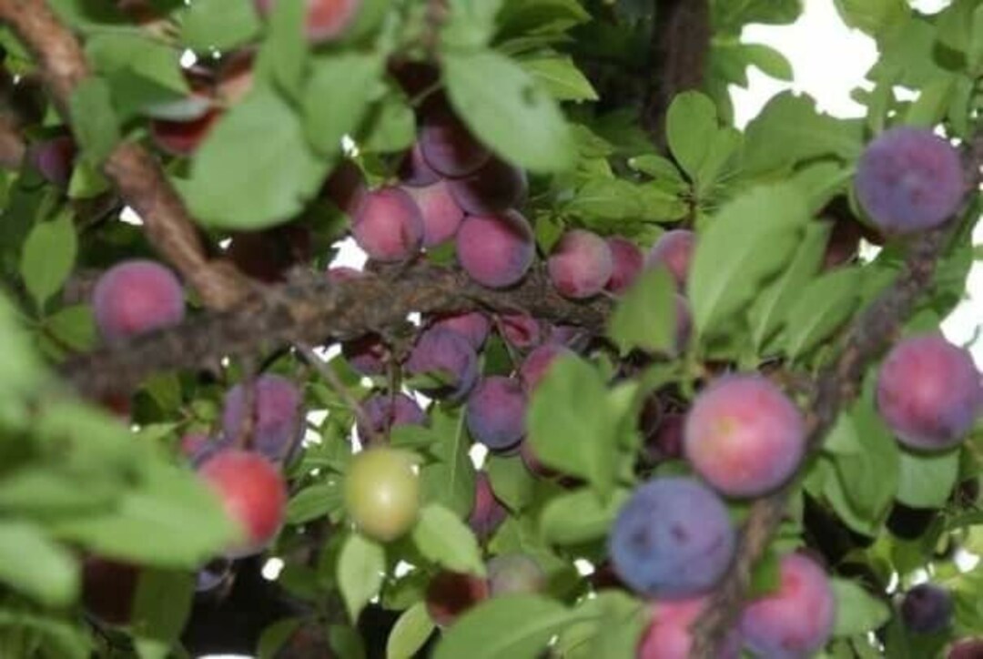 BUNDLE: 1 METHLEY 1 SANTAROSA Plum Treegrafted live Plant/tree 18-32 ...