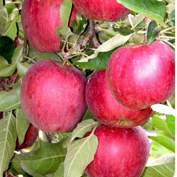 Red Apple Tree - Etsy