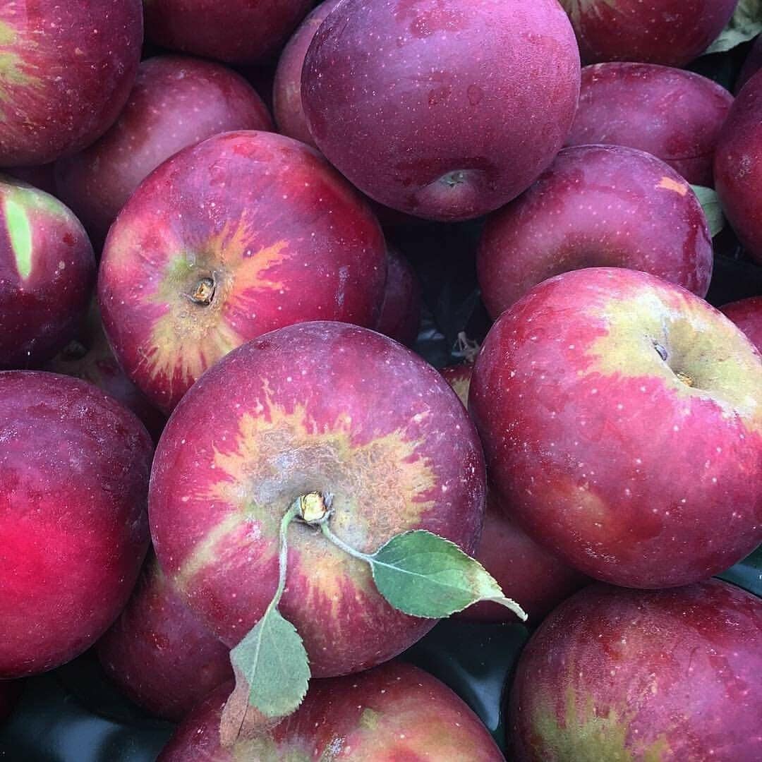 1 ARKANSAS BLACK APPLE Tree grafted live Plant/tree 18-32 Inches Tall ...