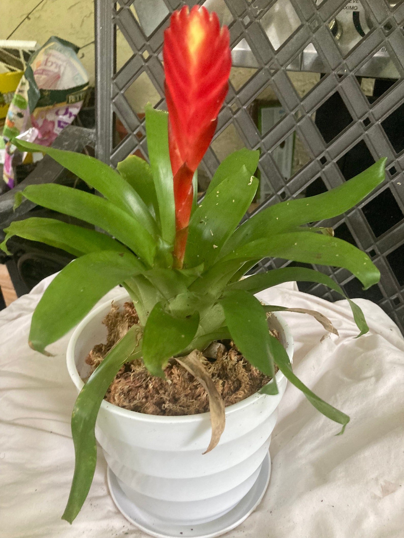 Flaming Torch Plant in White Wavy Plastic Pot With Drainage | Etsy