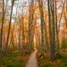 Jessup Trail Photography, Printable Photos, Nature Photography, Digital ...