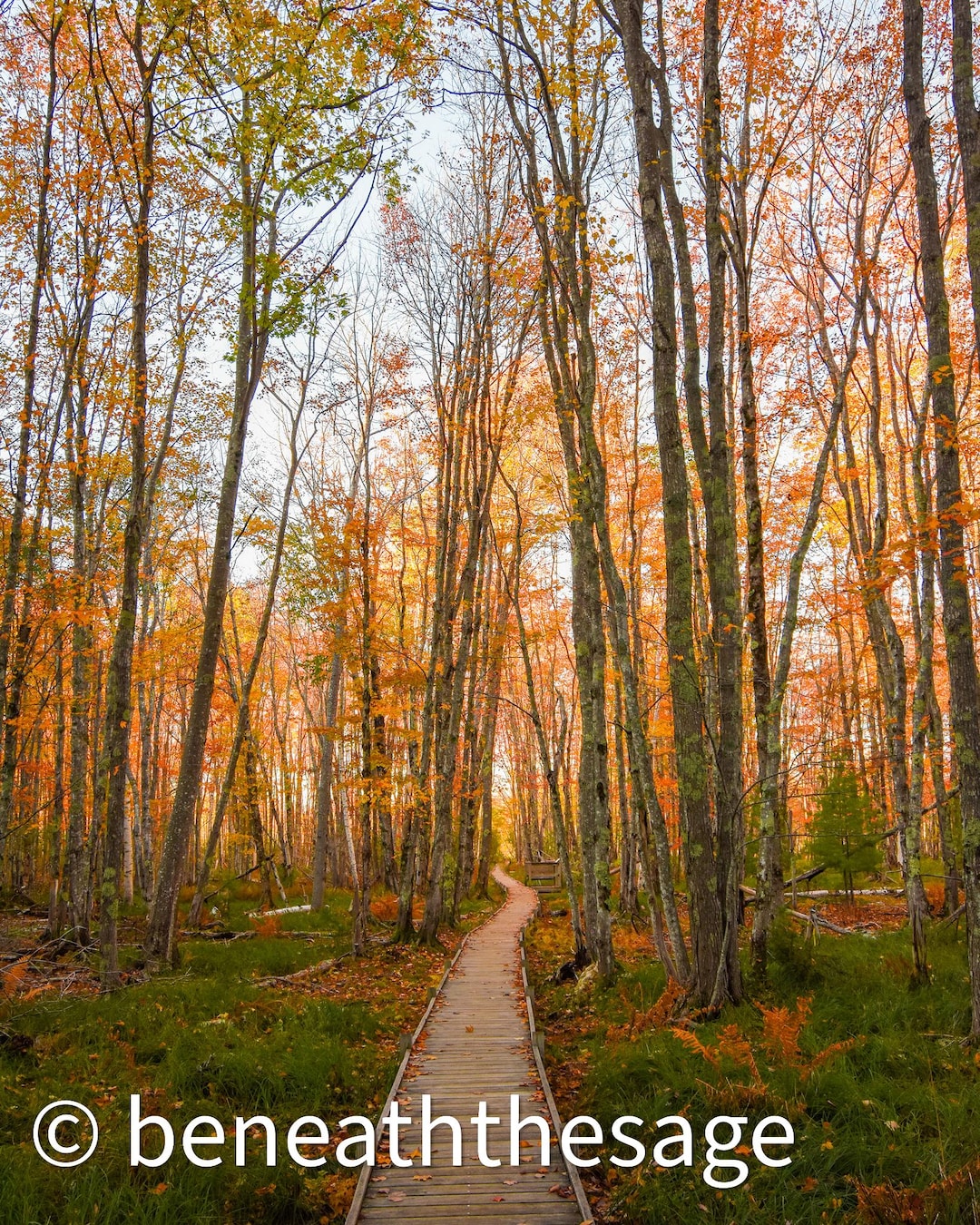 Acadia National Park Fall Photography Print, Jessup Trail Autumn Wall ...