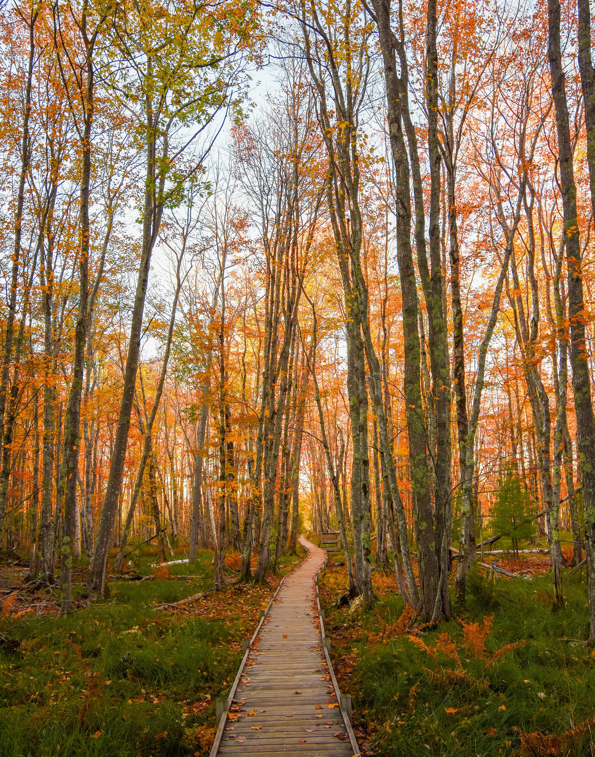 Jessup Trail Photography, Printable Photos, Nature Photography, Digital ...