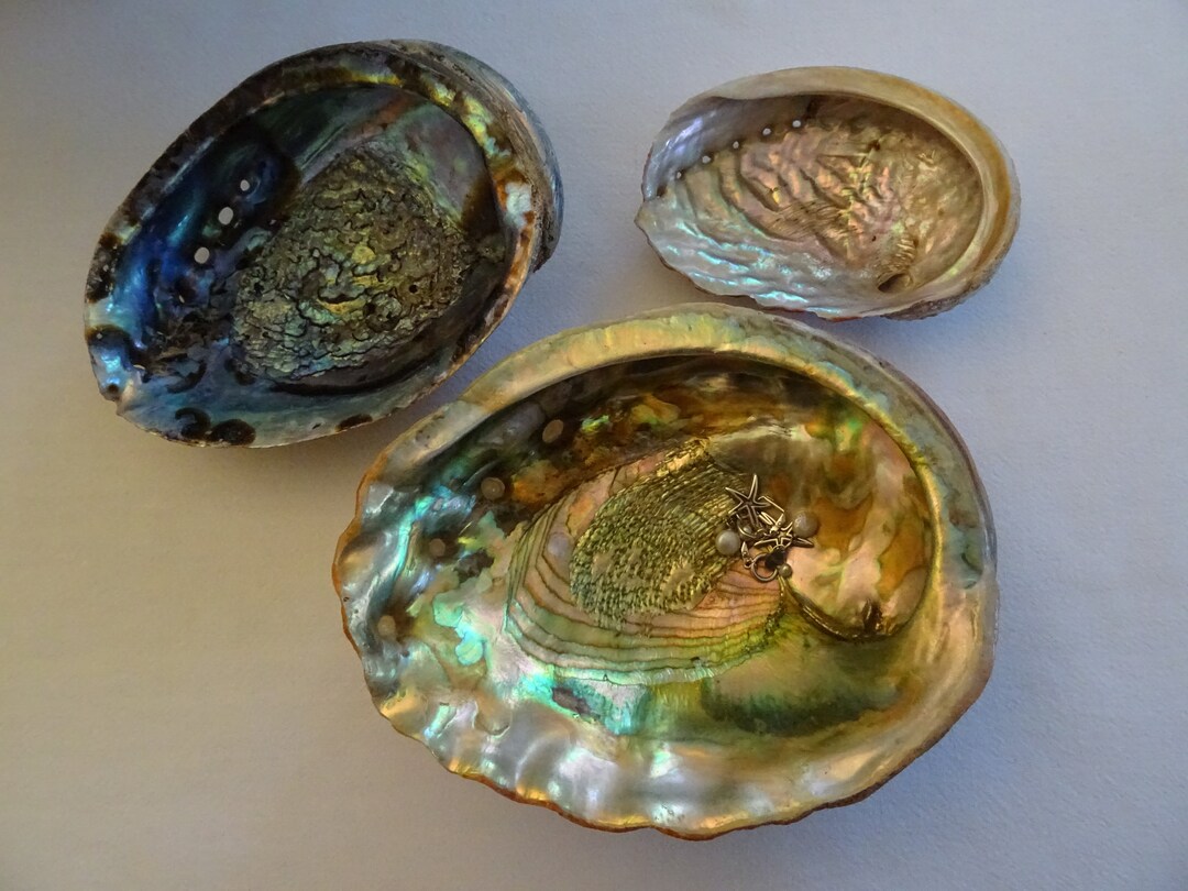 1 of 3, Large Conch Shell, Brittany, Abalone, Abalone, Ring Shell ...