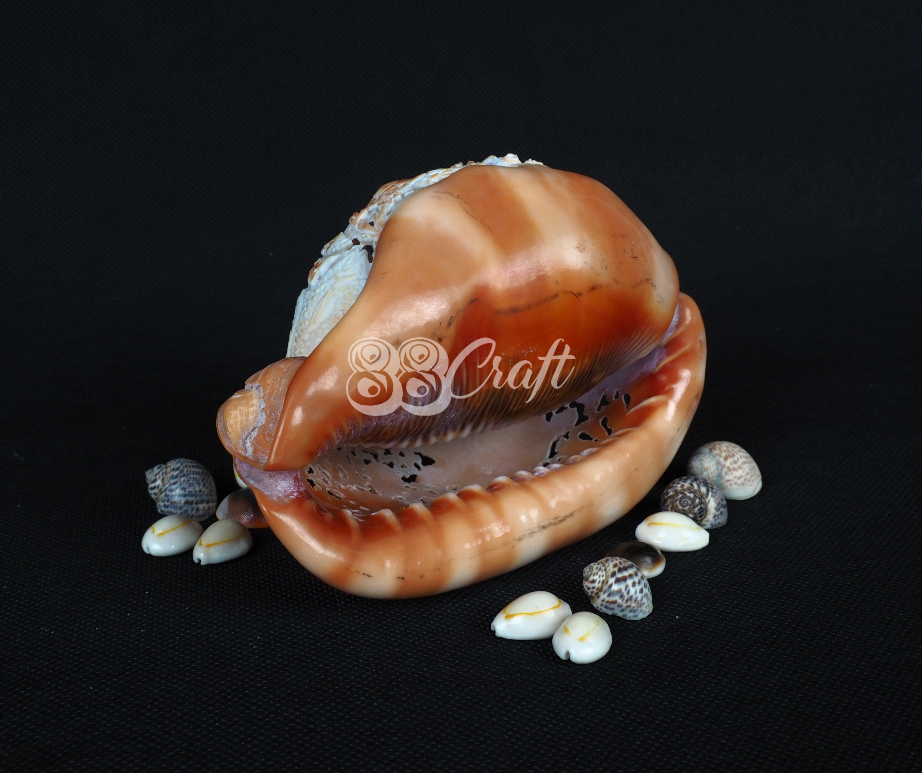 Natural Carved Conch Shell Red Helmet Turtle Sculpture Hand Carved - Etsy