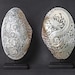 Natural Mussels Clam Shell Carving Phoenix Model on Stand Large Size ...
