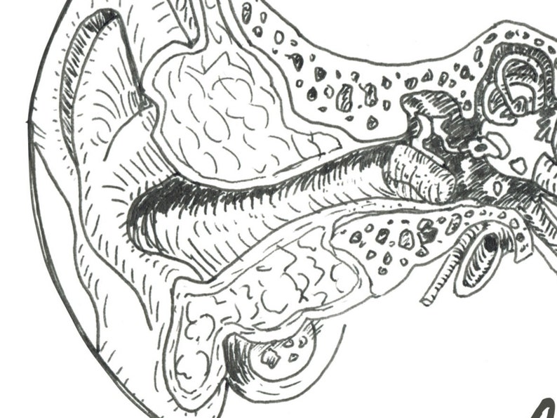 LISTEN DEEPLY// Anatomy of Ear Line Drawing With Thoughtful - Etsy