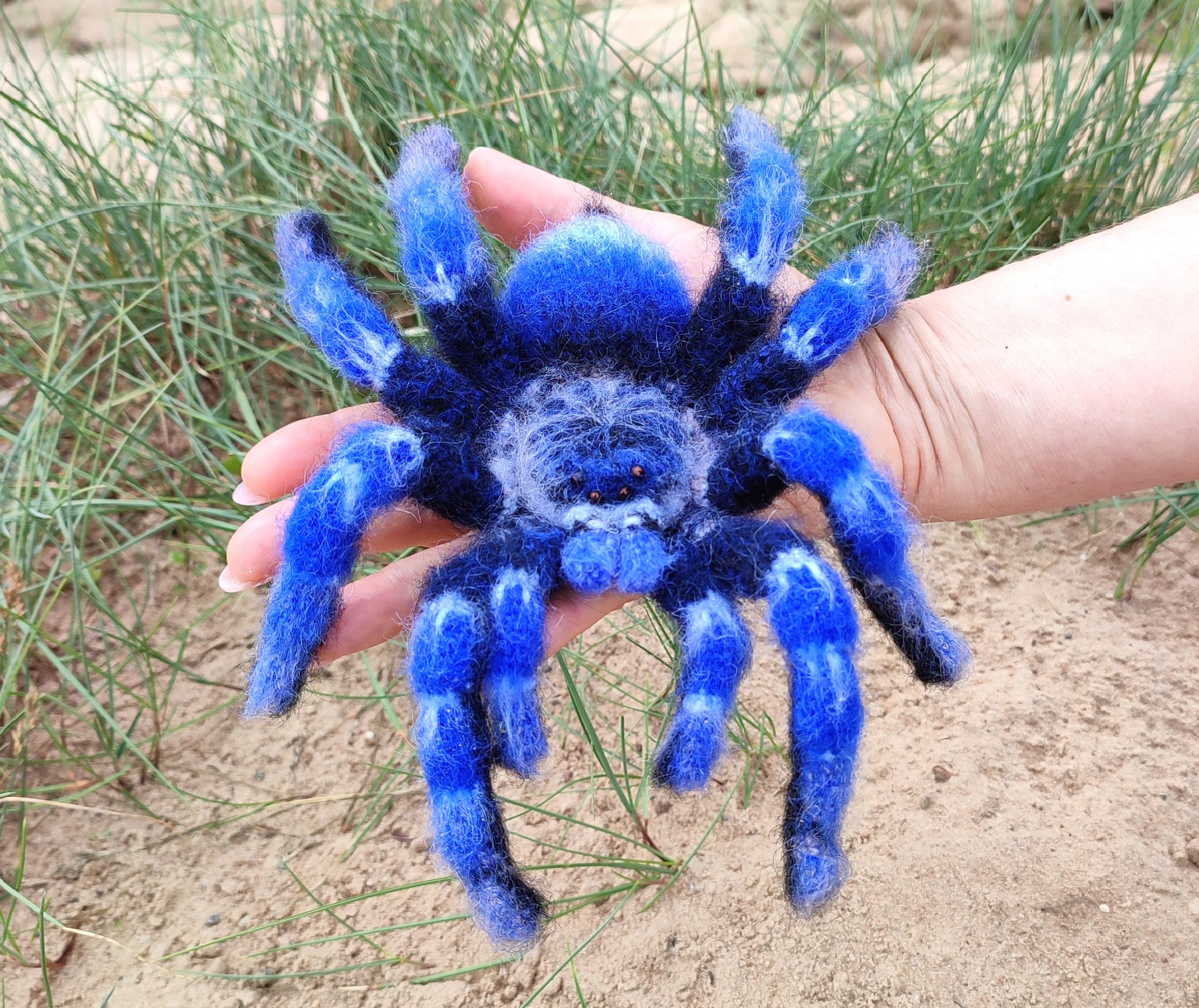 Baby Cobalt Blue Tarantula