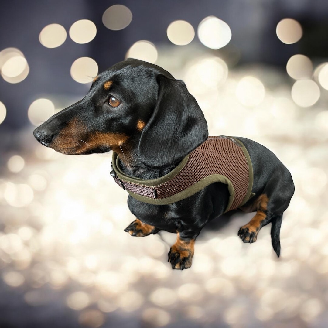 Dachshund Harness ( No Armpit Rub) Chocolate Brown - Etsy