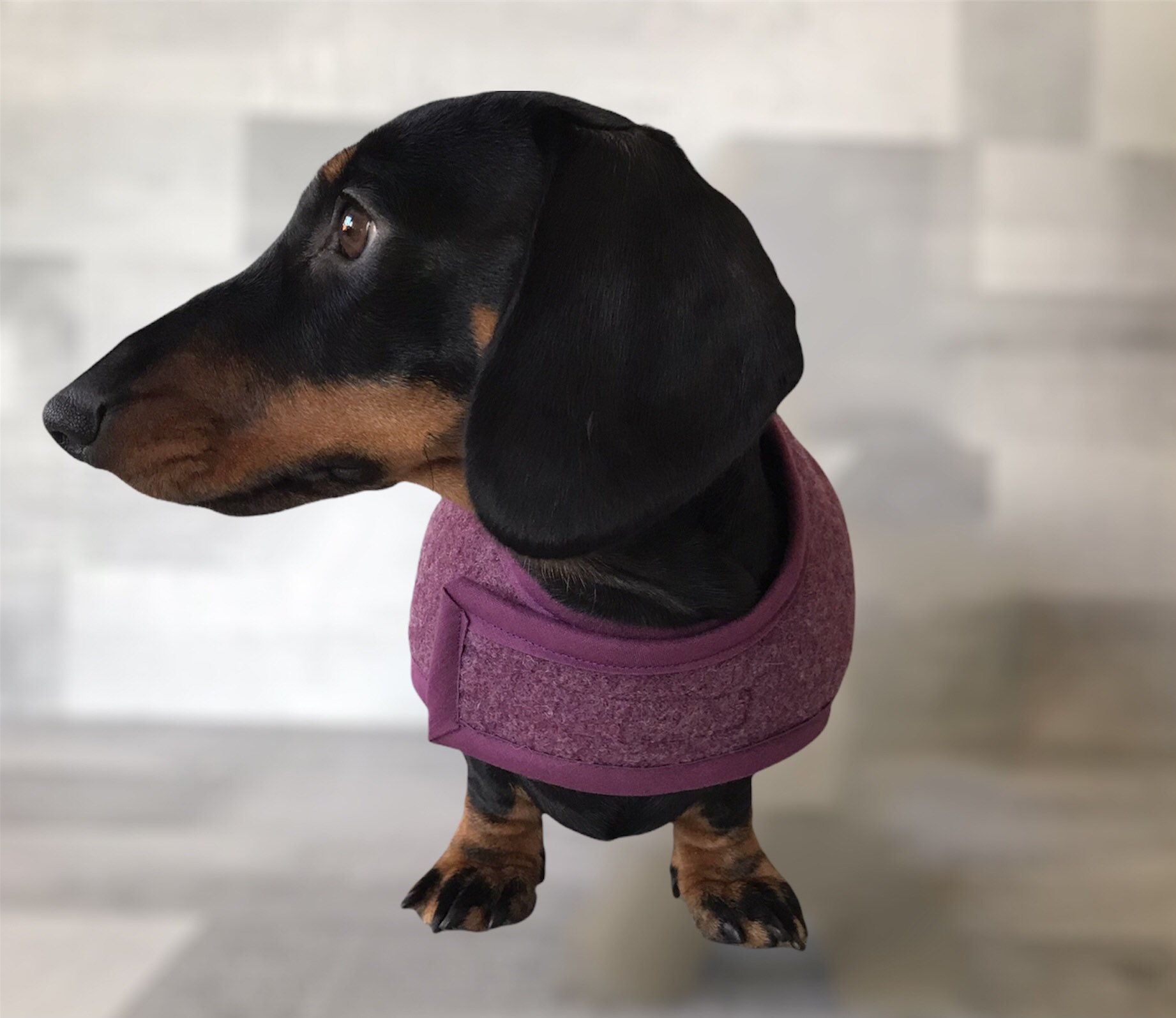 Dapper Dachery -Dachshund dog coats and outfits.
