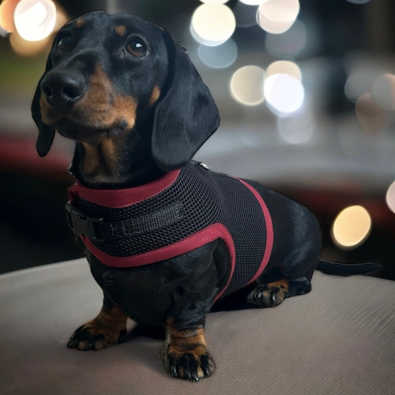 Collars for Dachshund - Etsy UK
