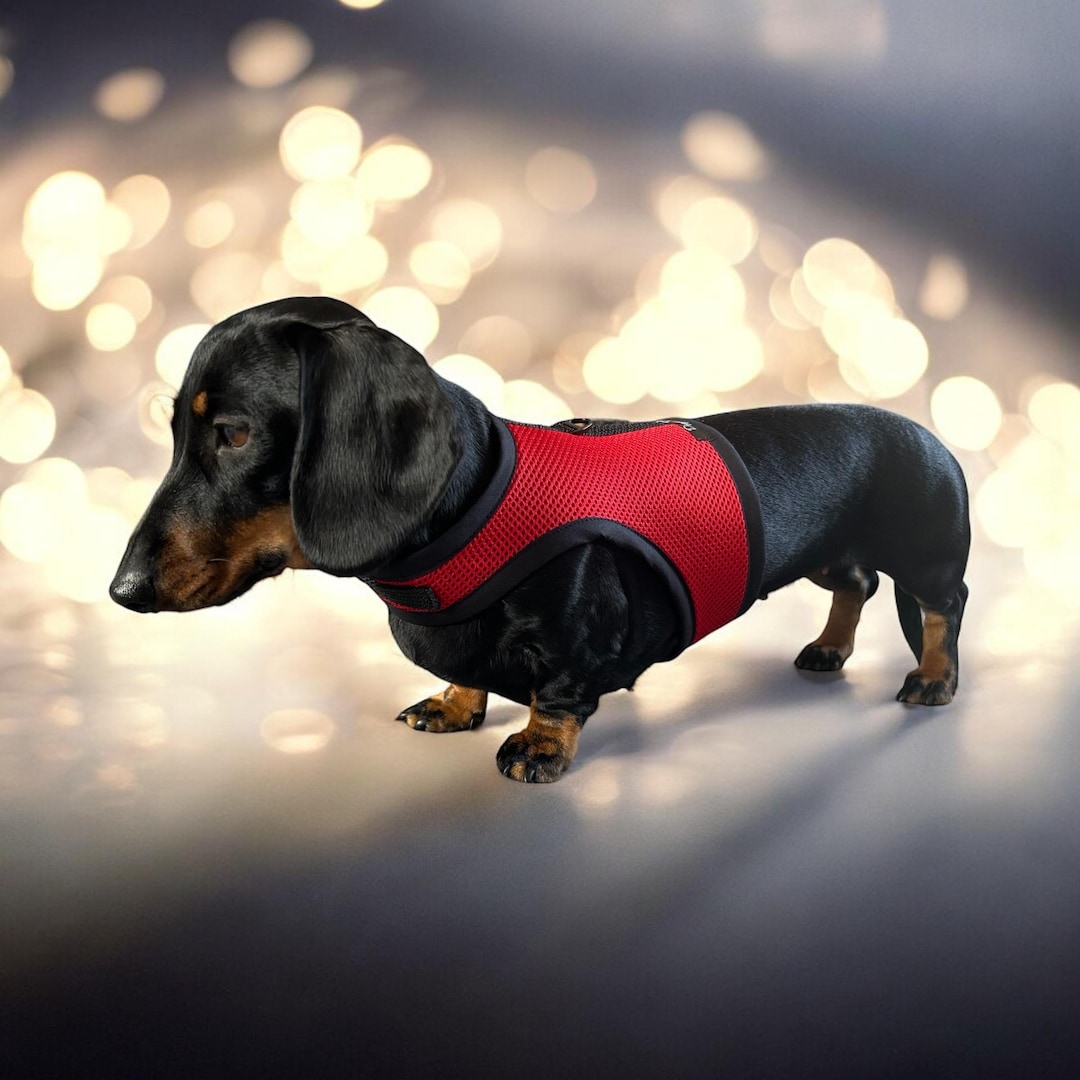 Ultimate Dachshund Harness No Rub Comfort, Air Mesh, Secure and Made to ...