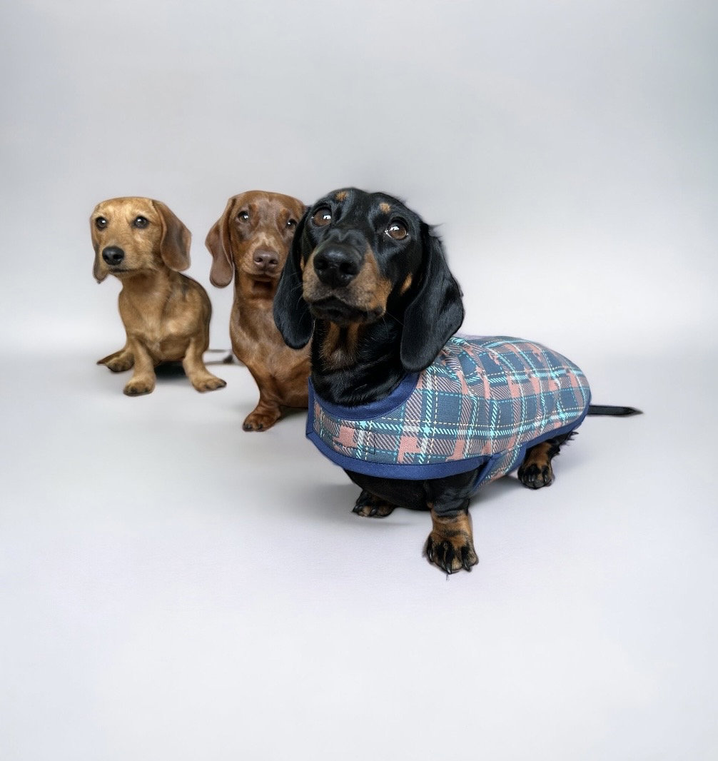 Dachshund Cotton polar fleece ( Plaid Sausage dog) - Dapper Dachery The ...