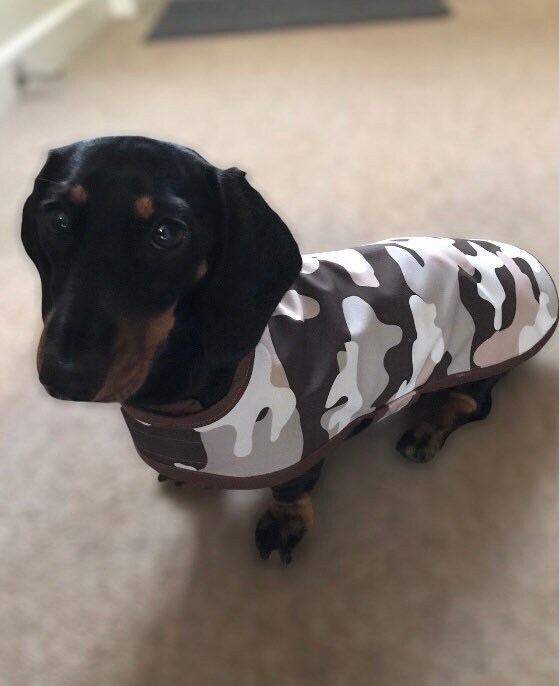 Dapper Dachery -Dachshund dog coats and outfits.