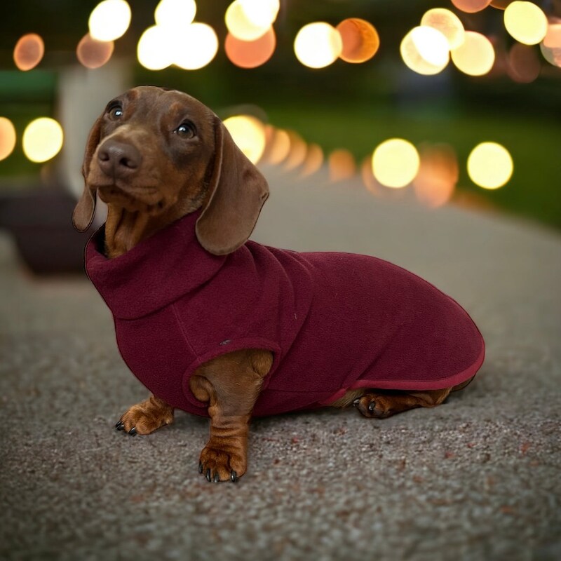 Clothing For Mini Dachshund