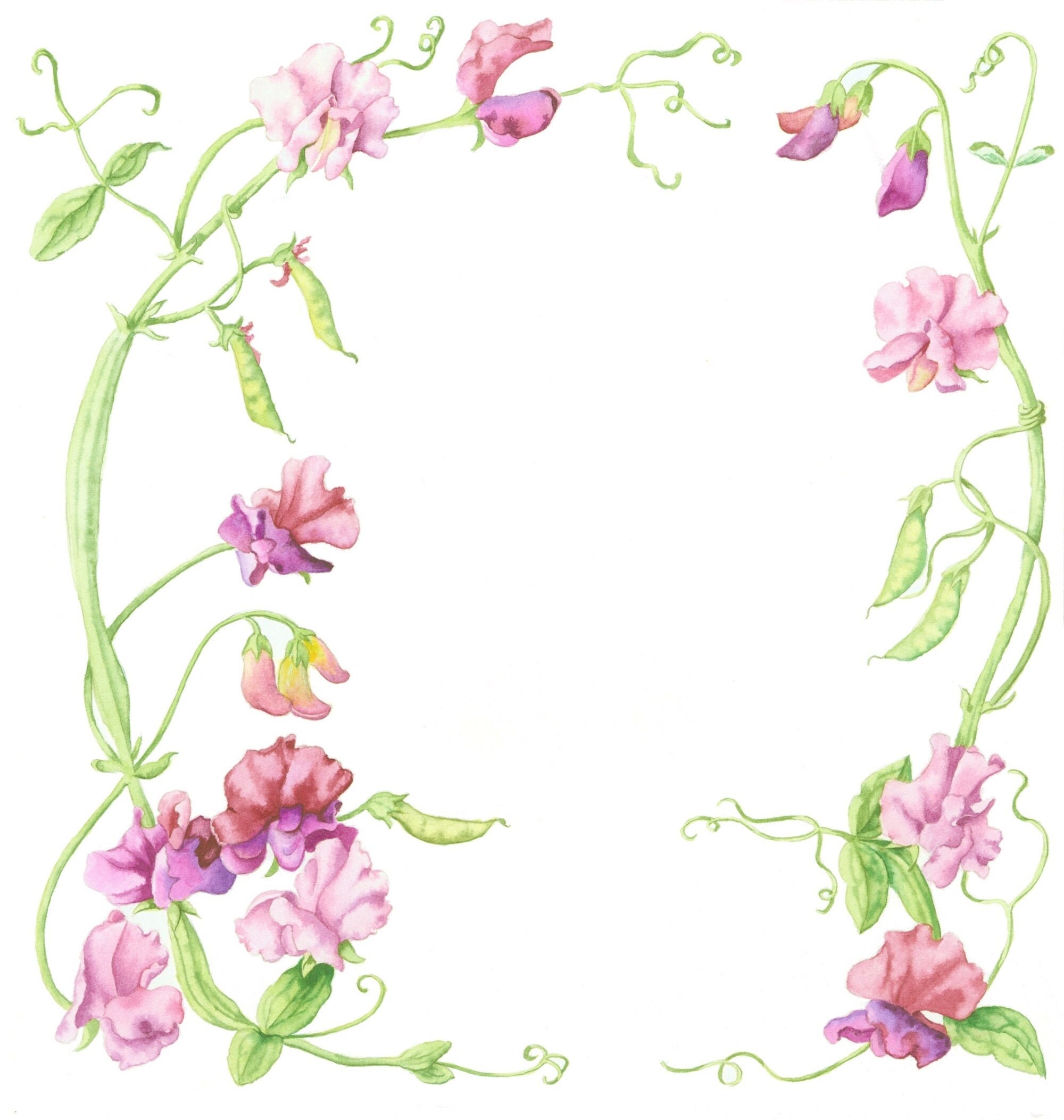 Original Art 'sweet Pea Frame Design' Clearance - Etsy