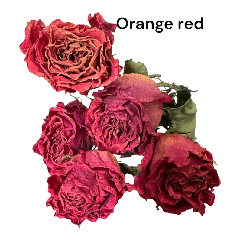 Dried Rose Bunch: Natural Red Roses, Home Decor, Wedding Flowers - Etsy