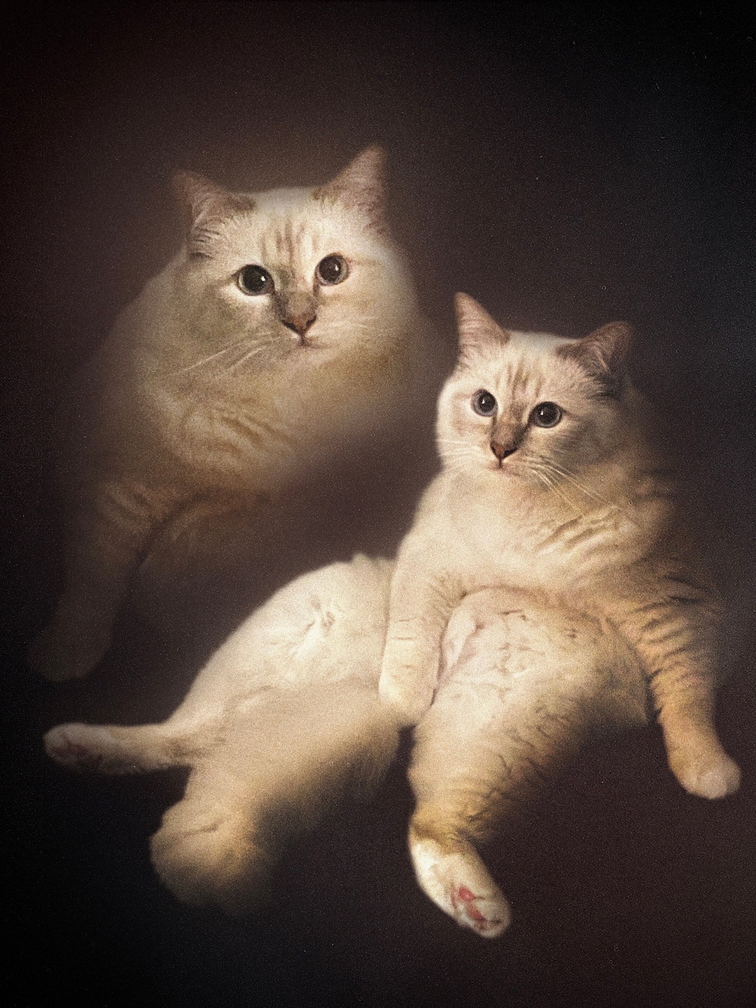 Custom 80's Retro Pet Portrait Single Pet Handcrafted Digital Art ...