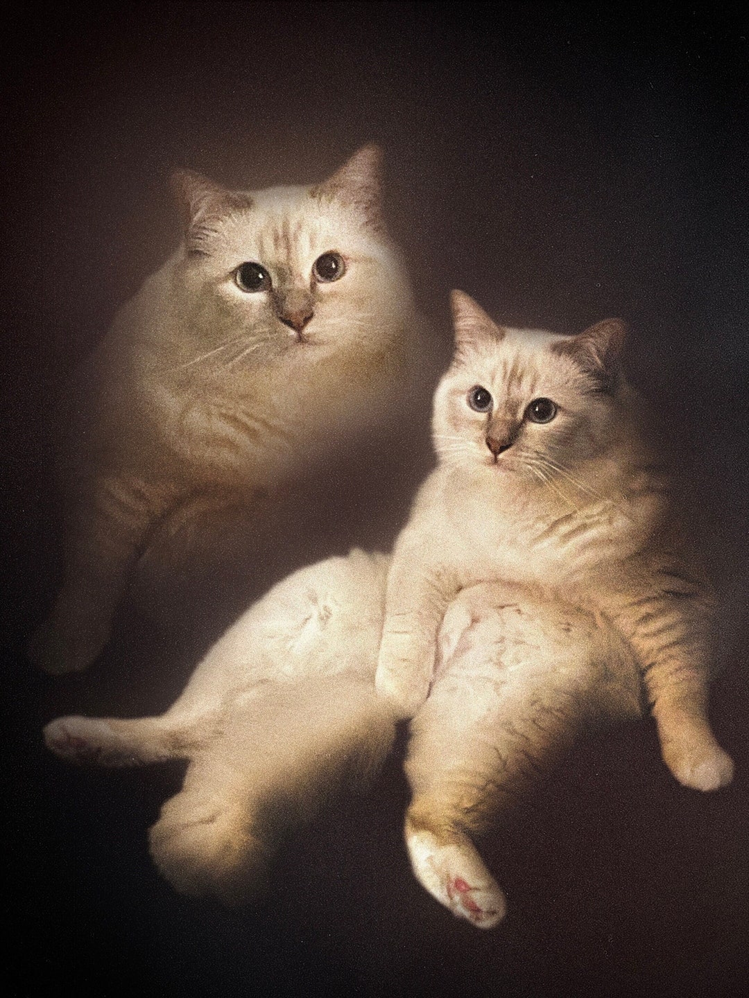 Custom 80s Retro Pet Portrait – Single Pet - Double Exposure Digital ...