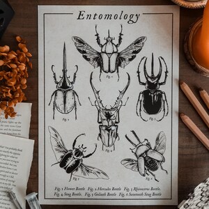 Entomology A4 Print | Gothic Art | Entomology Art | Beetle Artwork ...