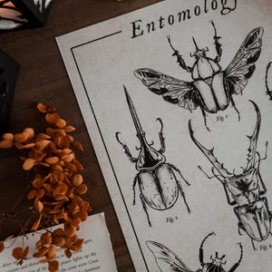 Entomology A4 Print | Gothic Art | Entomology Art | Beetle Artwork ...