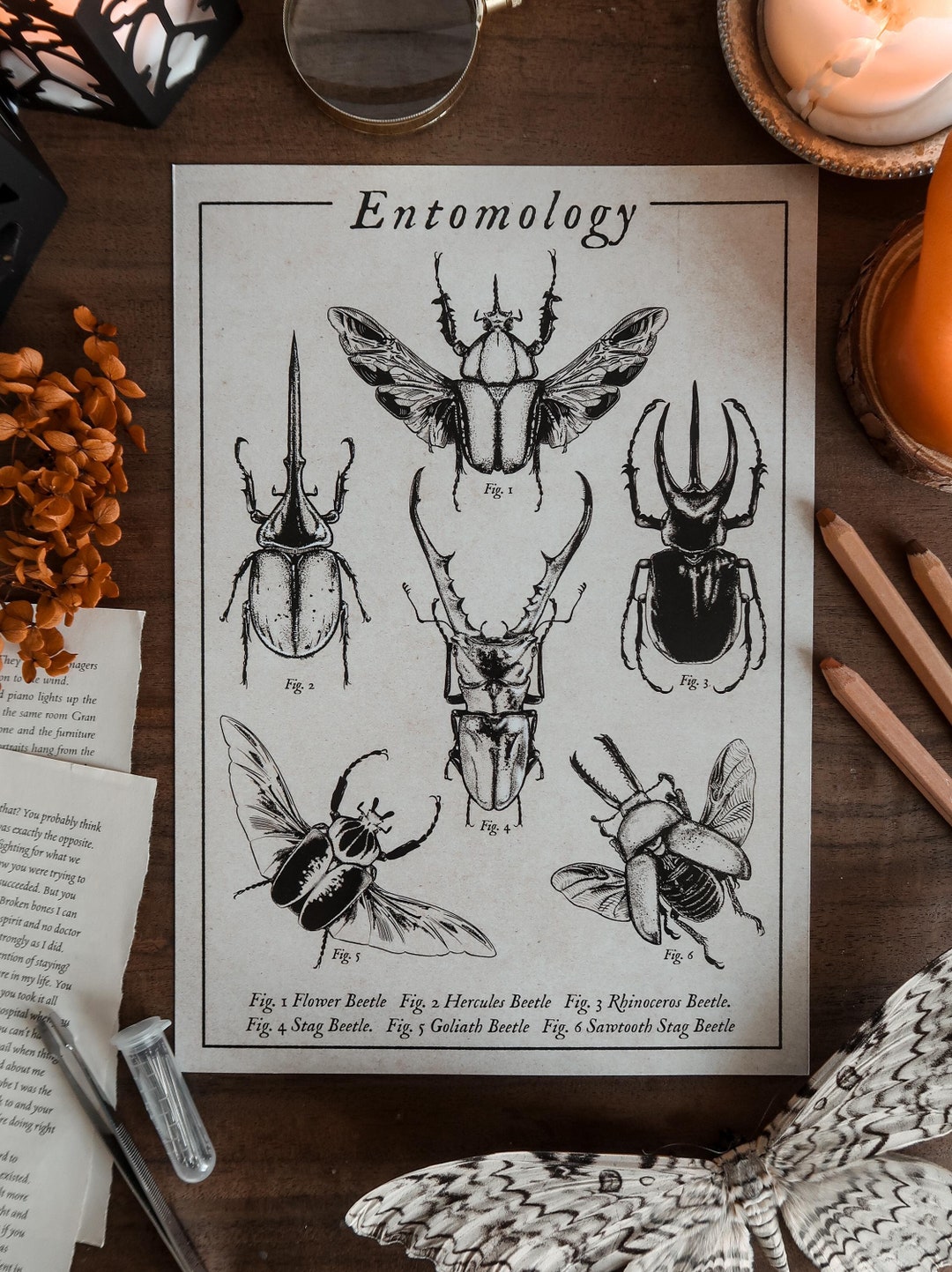 Entomology A4 Print | Gothic Art | Entomology Art | Beetle Artwork ...