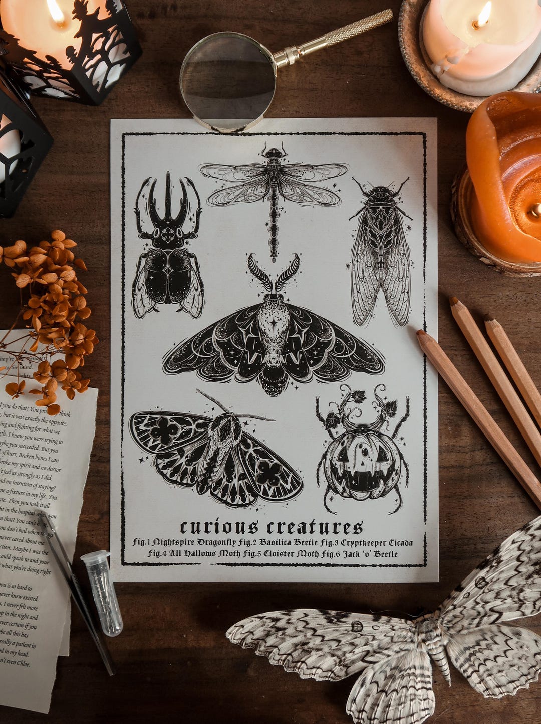 Curious Creatures A4 Print | Gothic Art | Entomology Art | Beetle ...