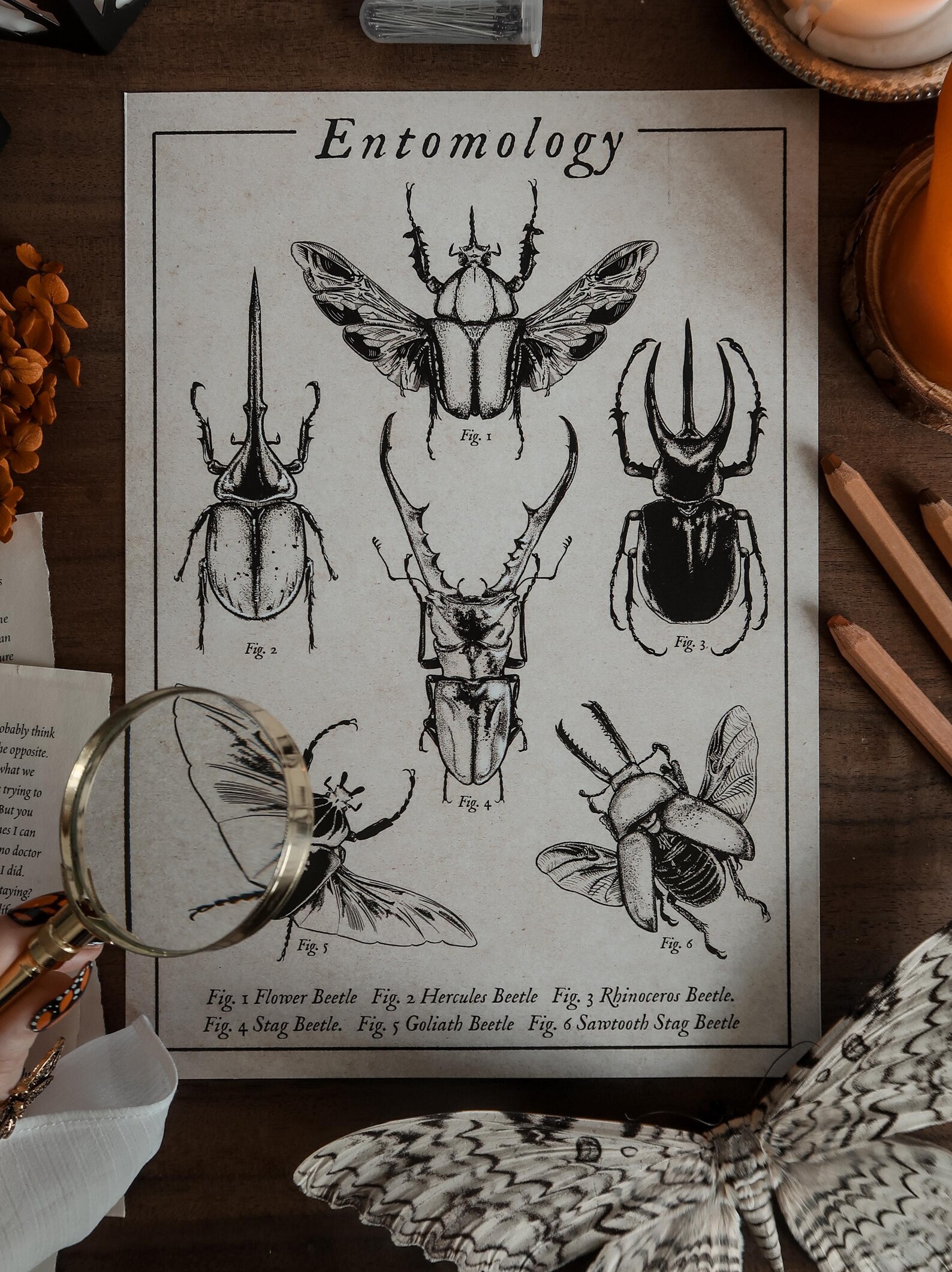 Entomology A4 Print | Gothic Art | Entomology Art | Beetle Artwork ...