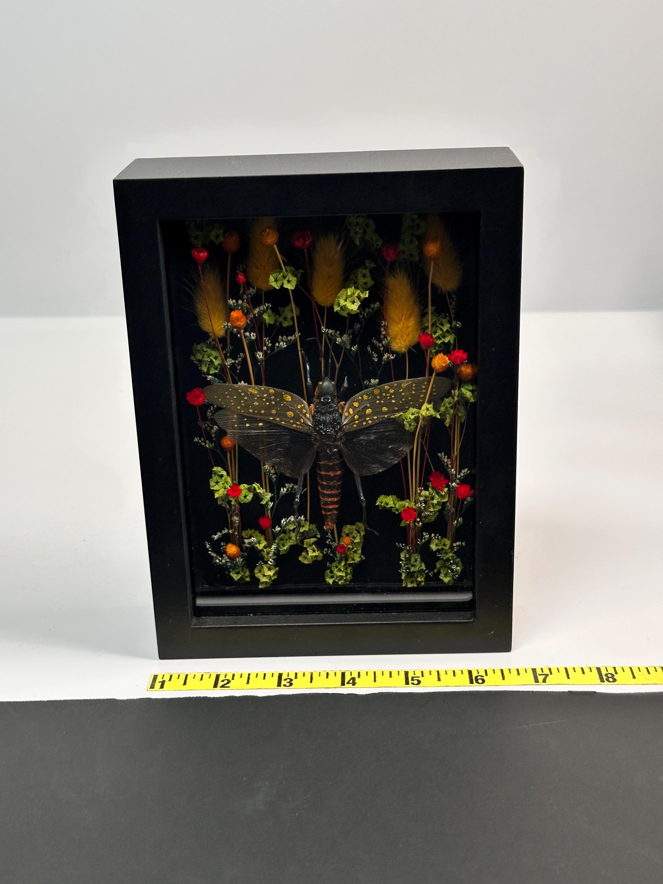 REAL Ghost Grasshopper Taxidermy Shadow Box Frame Fine Art Entomology ...
