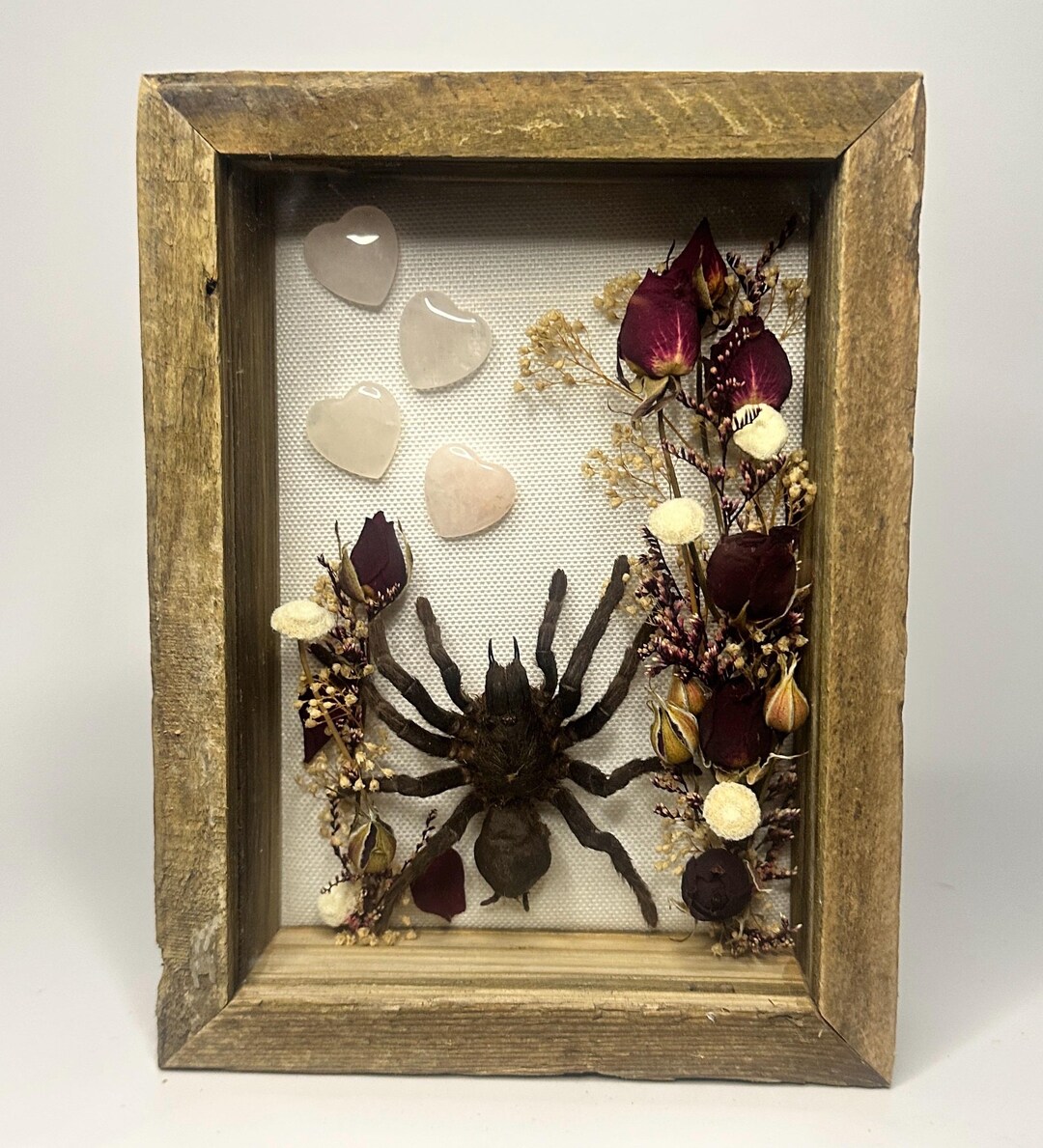 REAL Tarantula Taxidermy Shadow Box Frame • Fine Art • Unique Gift ...