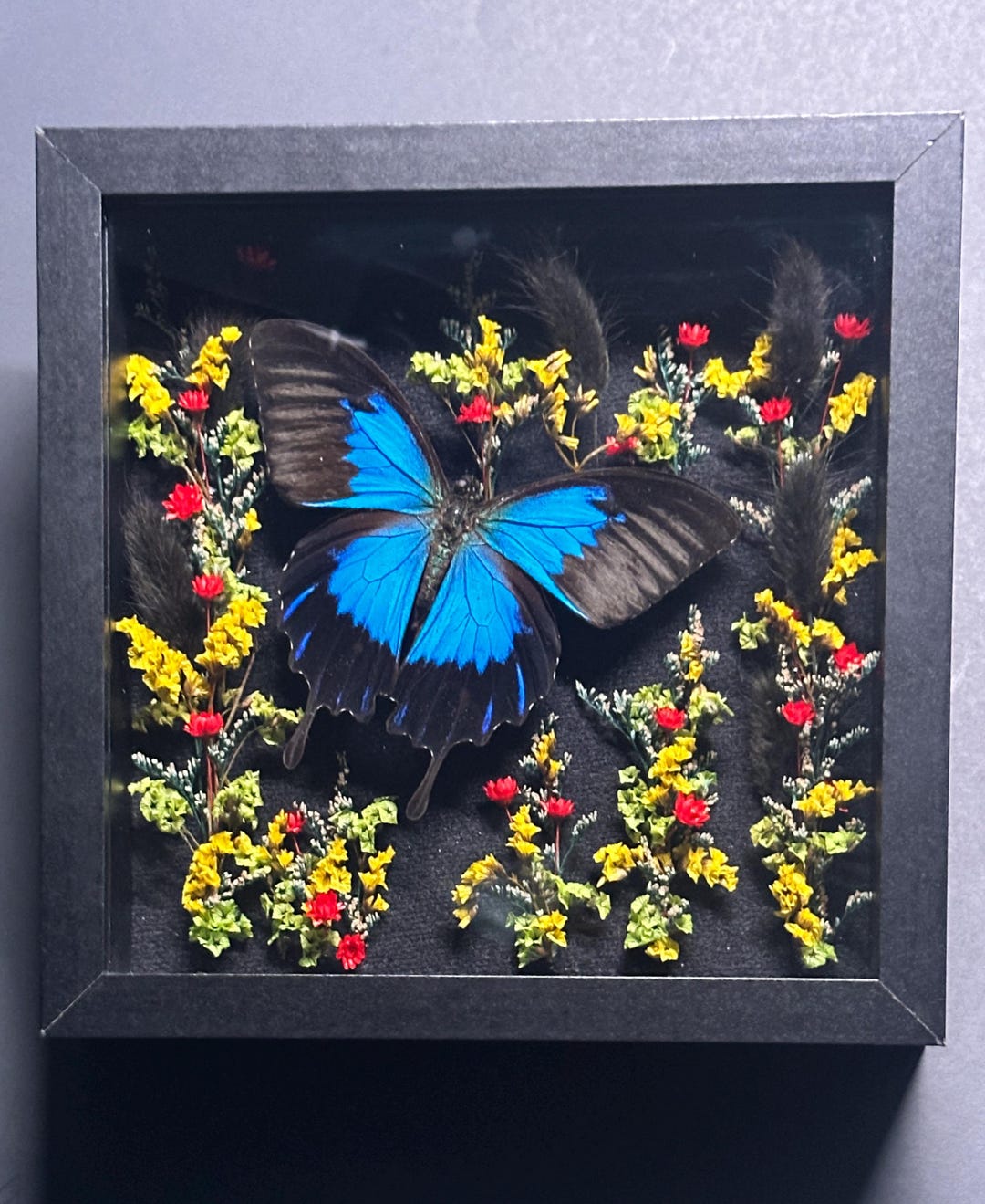 REAL Butterfly Taxidermy Shadow Box Frame Fine Art Entomology Unique ...