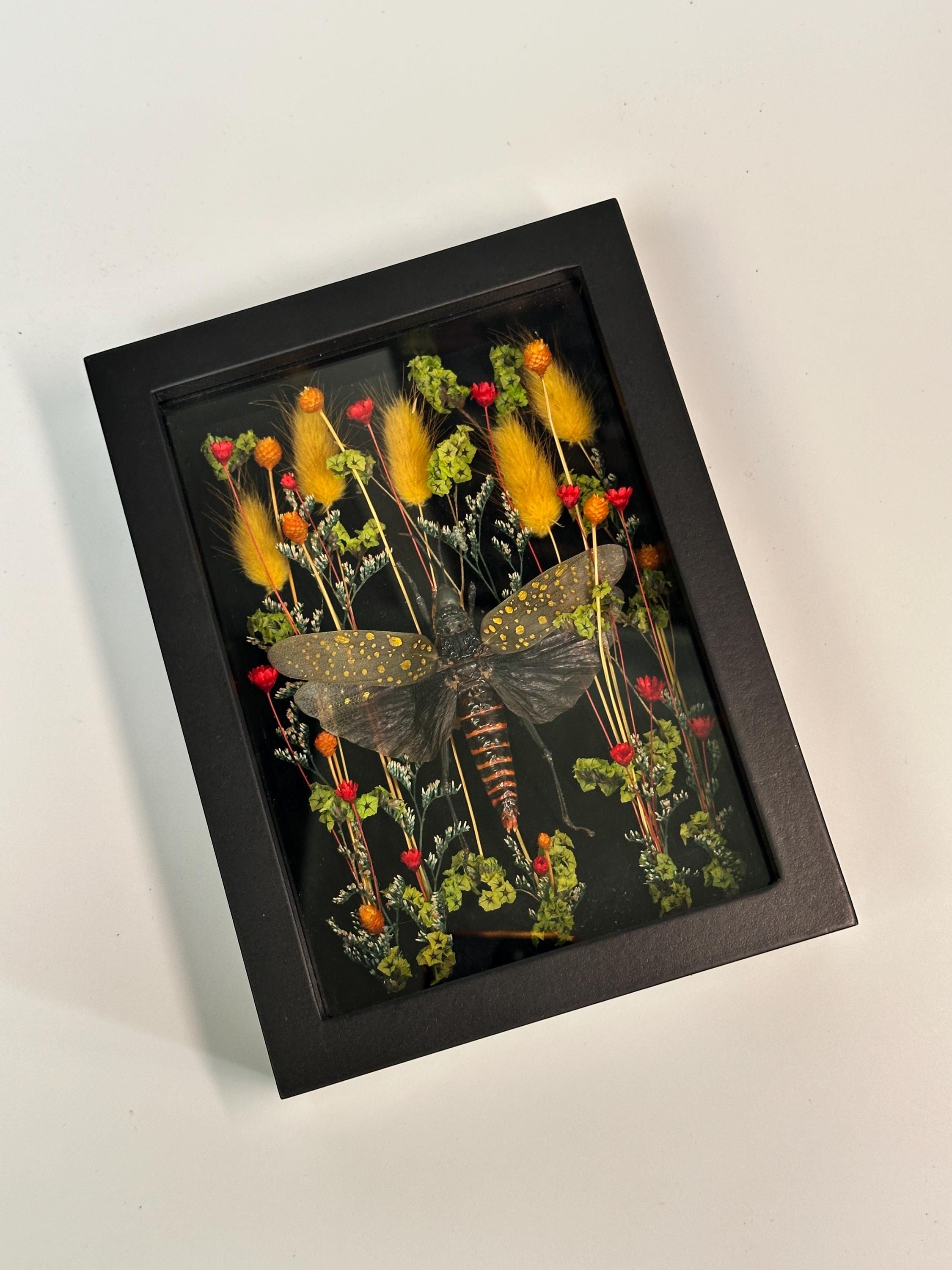 REAL Ghost Grasshopper Taxidermy Shadow Box Frame Fine Art Entomology ...