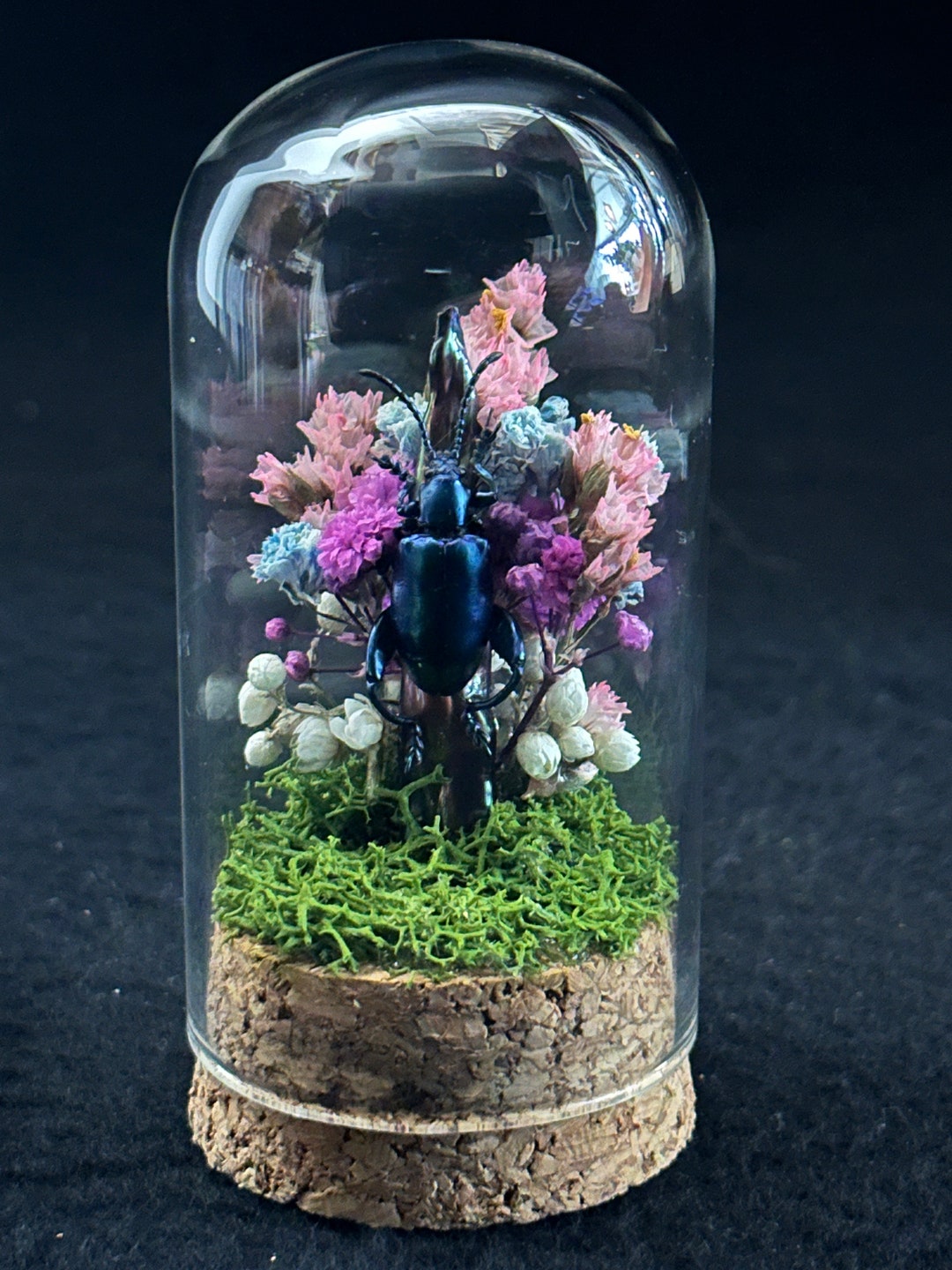 REAL Sagra Beetle Taxidermy Art With Mother of Pearl,frog Beetle ...
