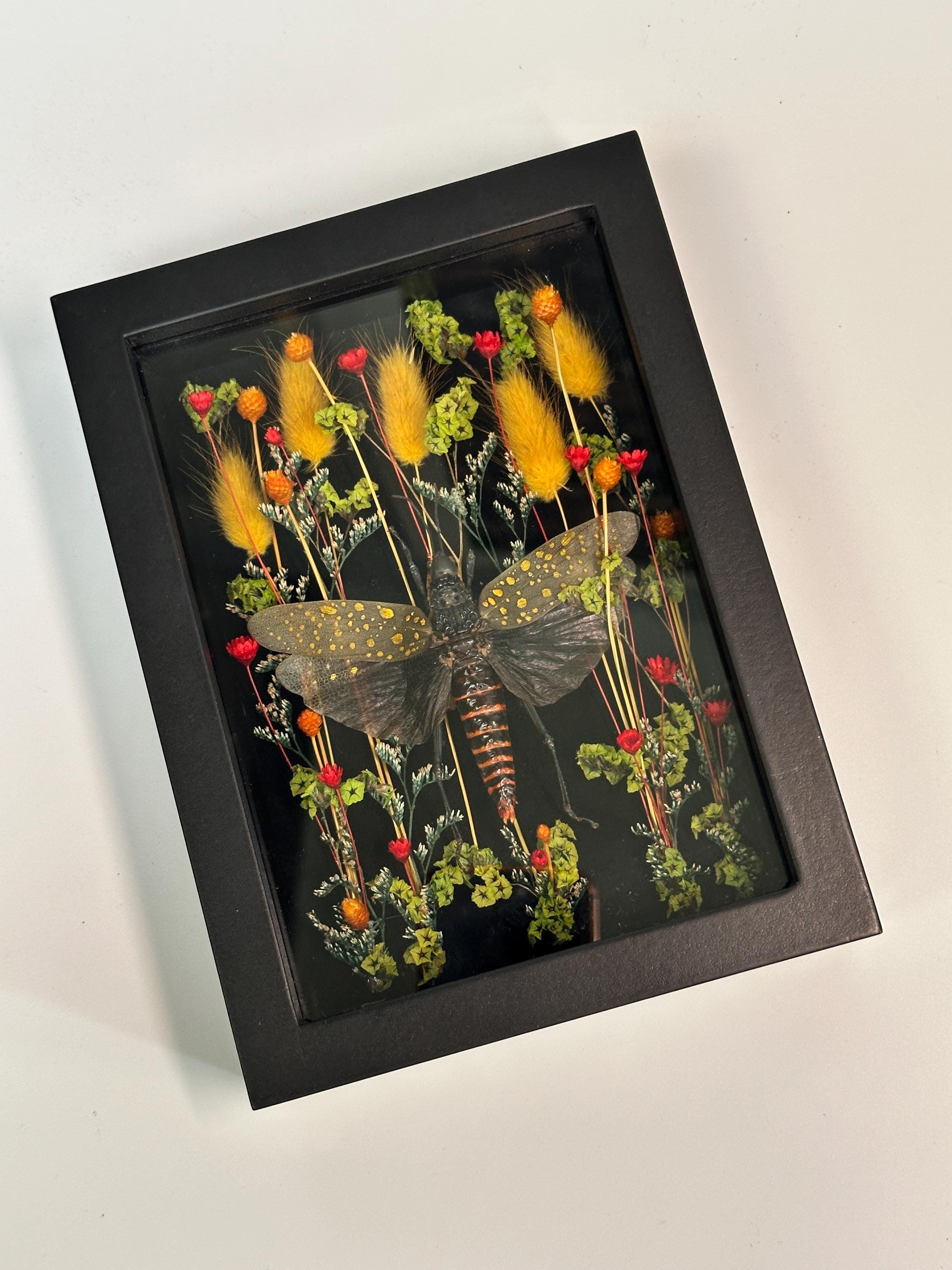 REAL Ghost Grasshopper Taxidermy Shadow Box Frame Fine Art Entomology ...