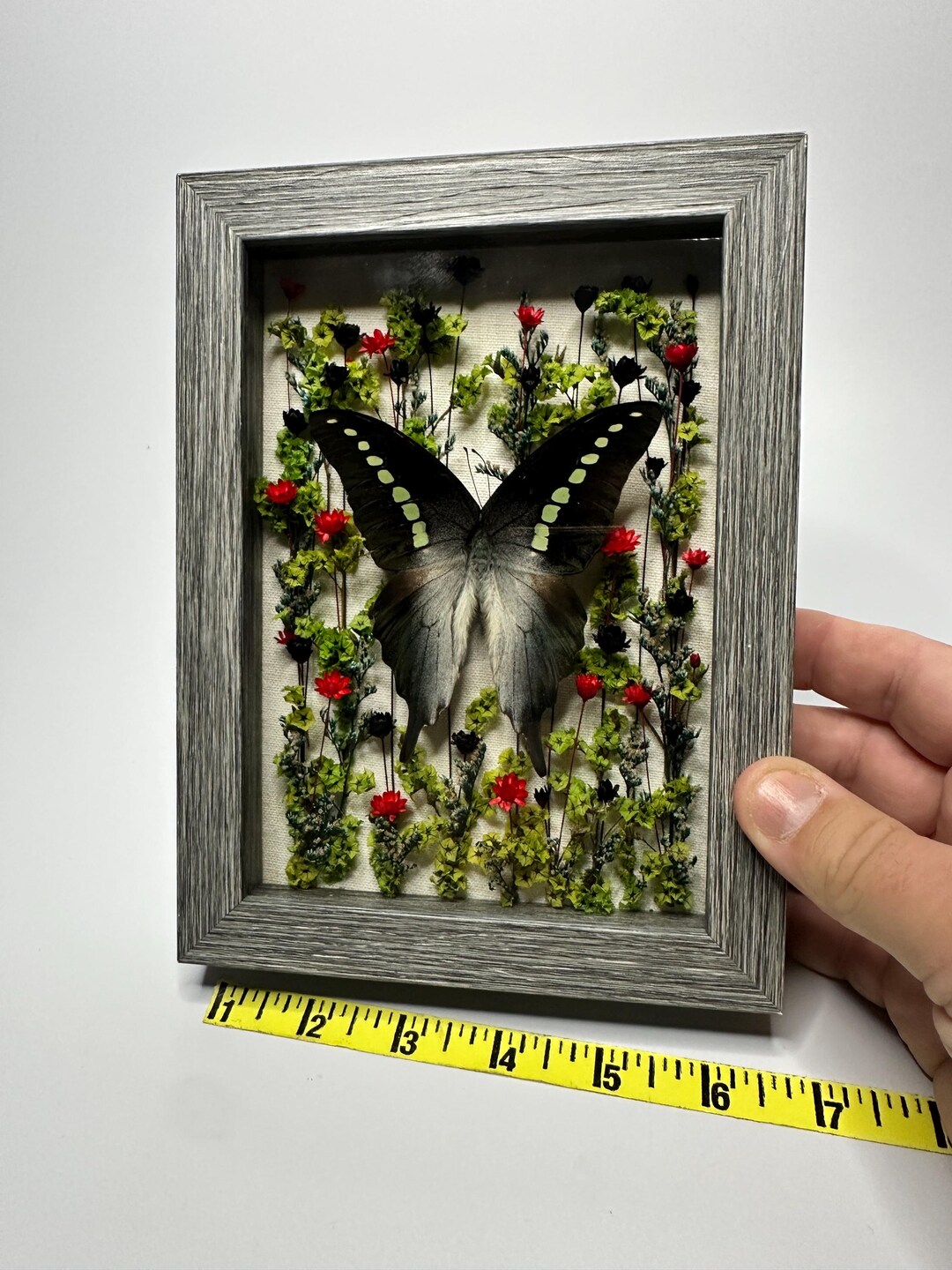 REAL Butterfly Taxidermy Shadow Box Frame Fine Art Entomology Unique ...