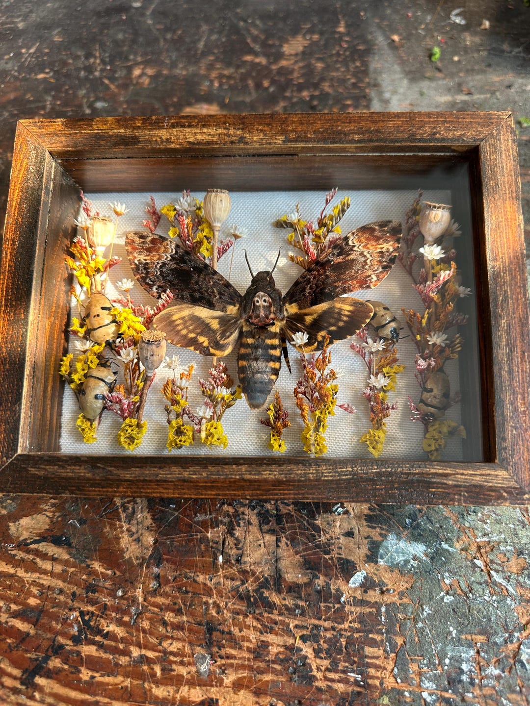 REAL Deaths Head Hawk Moth Taxidermy Art Man Face Beetle Art Insect Art ...