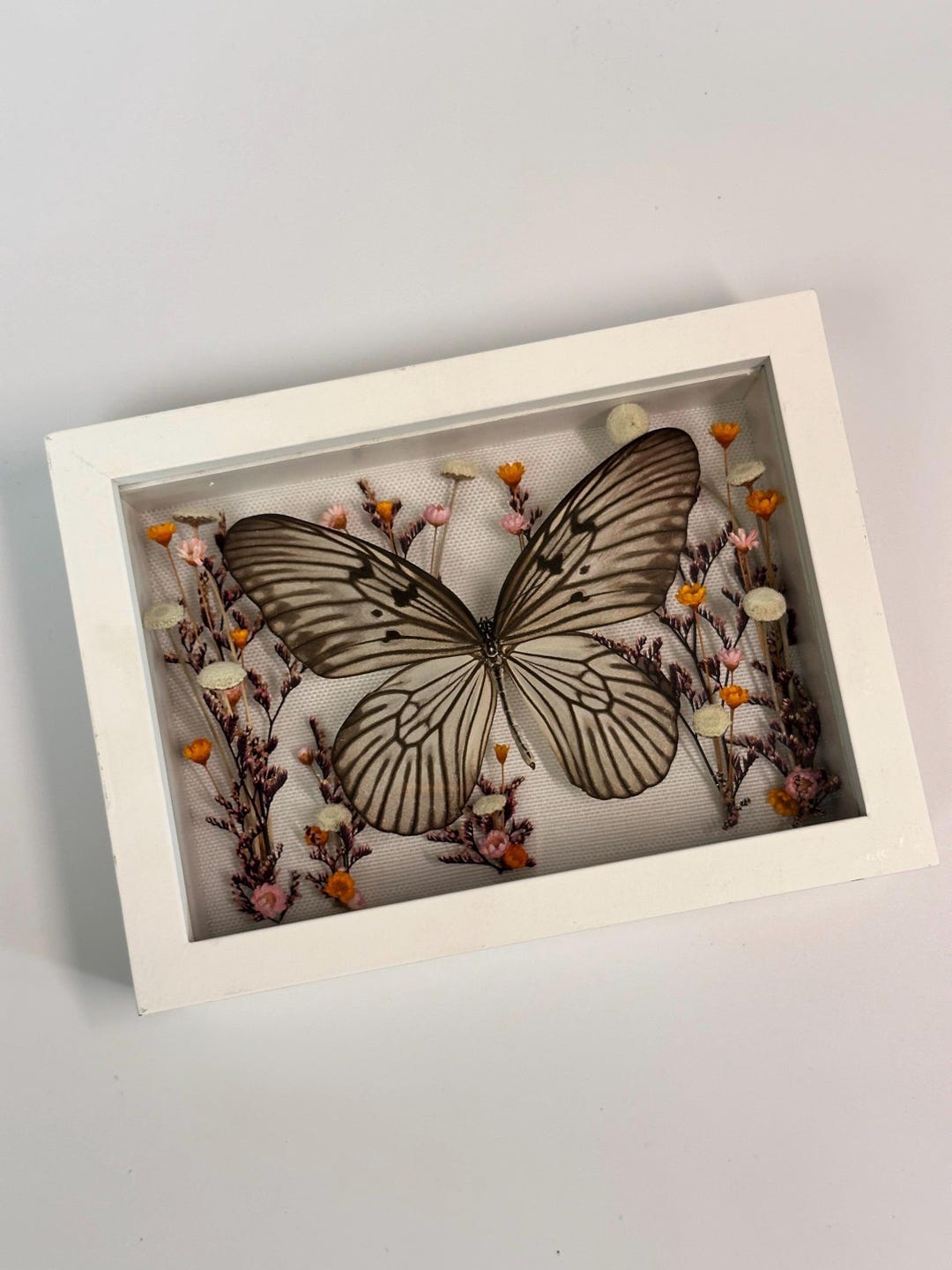 REAL Butterfly Taxidermy Shadow Box Frame • Fine Art • Butterfly Art ...