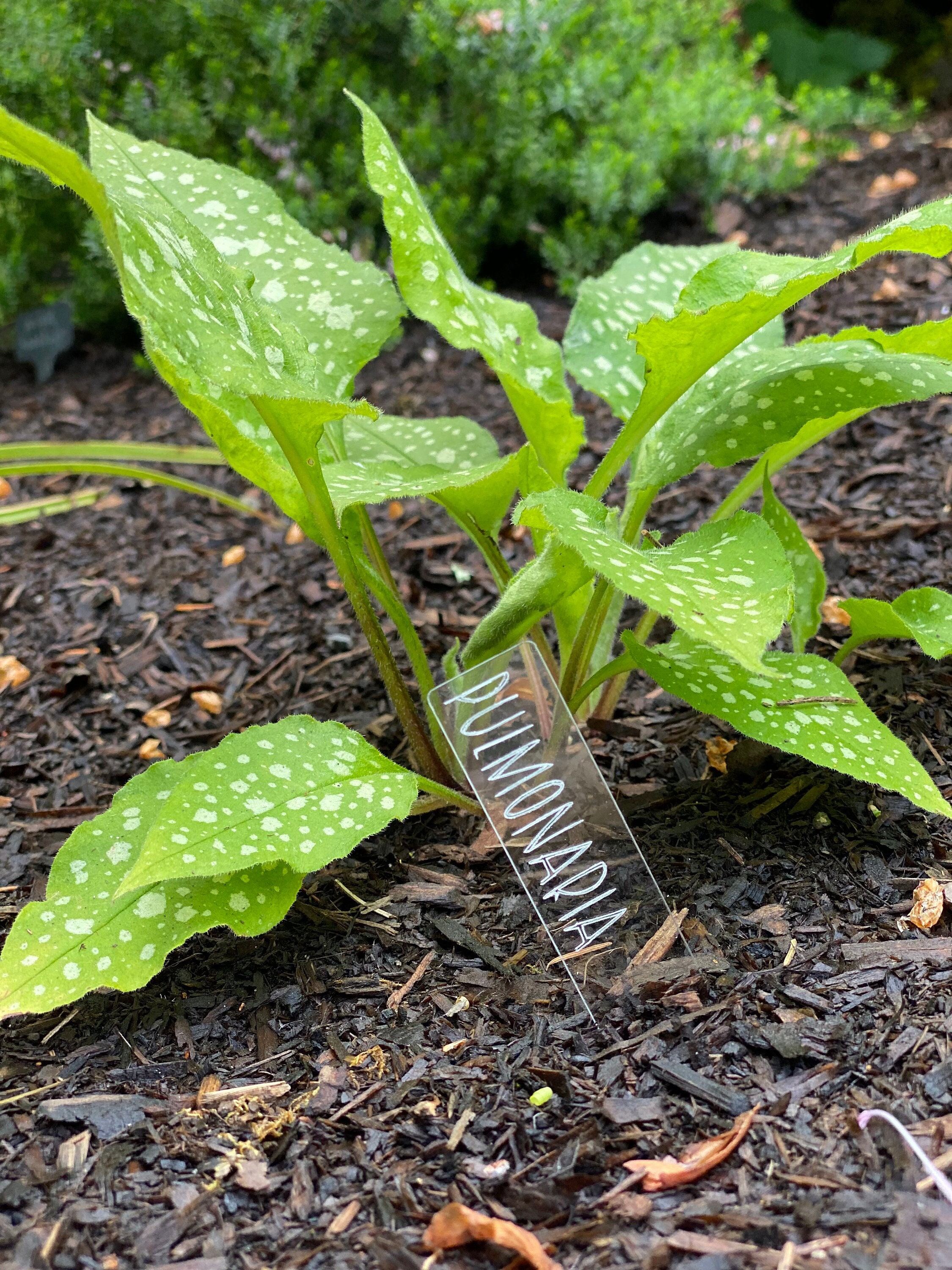 Garden Plant Identification