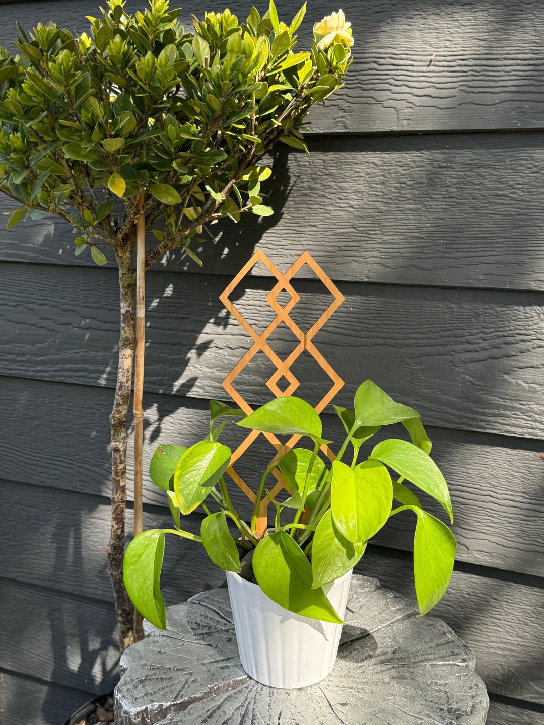 Indoor Plant Trellis / Wood Plant Stake for Vining Plant / Vine Support ...