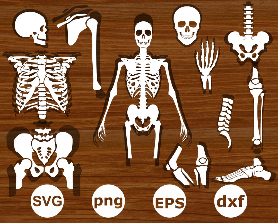 Human Skeleton Svg, Human Skull Svg . Bones Svg, Human Skeleton Cut ...