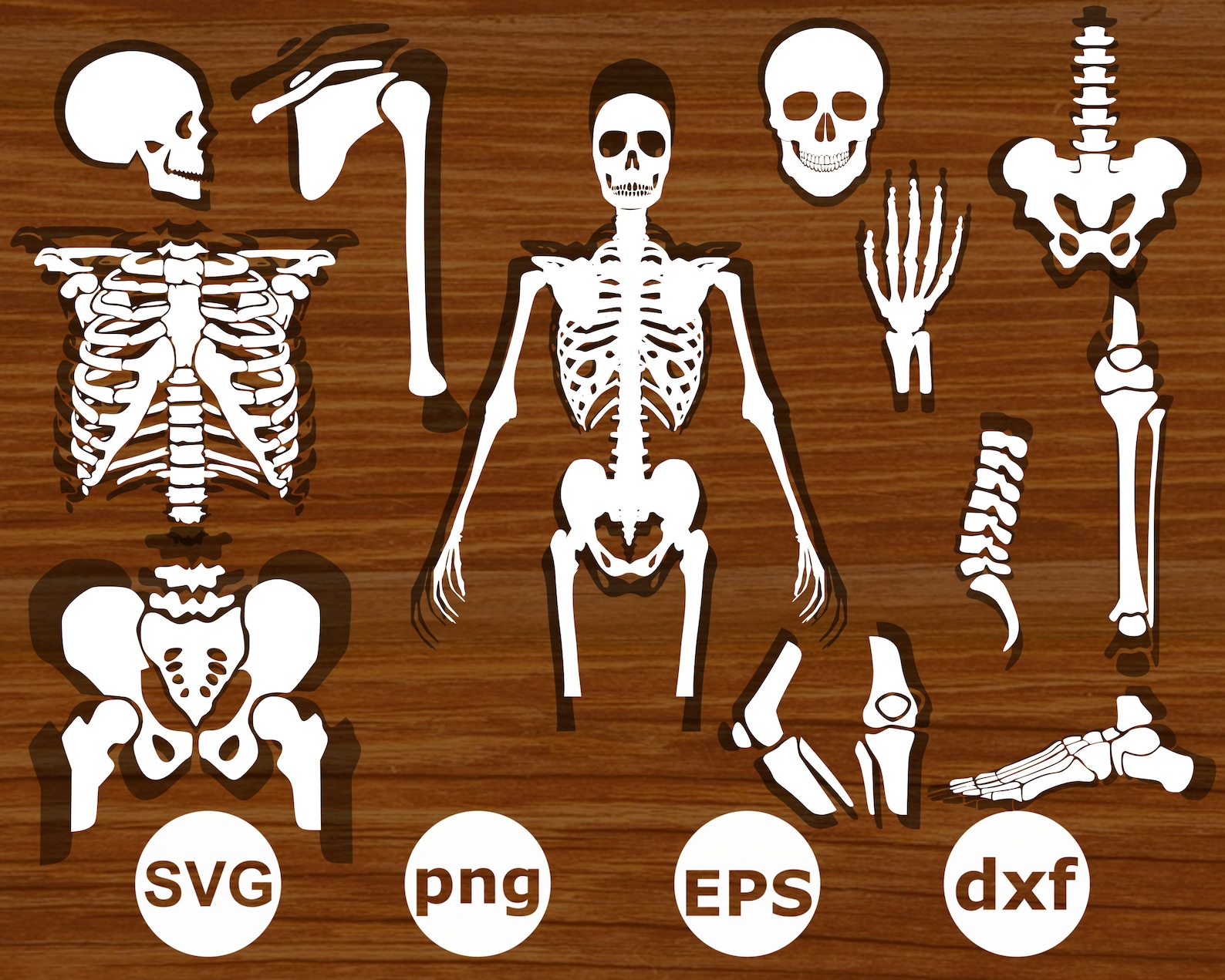 Human Skeleton Svg, Human Skull Svg . Bones Svg, Human Skeleton Cut ...