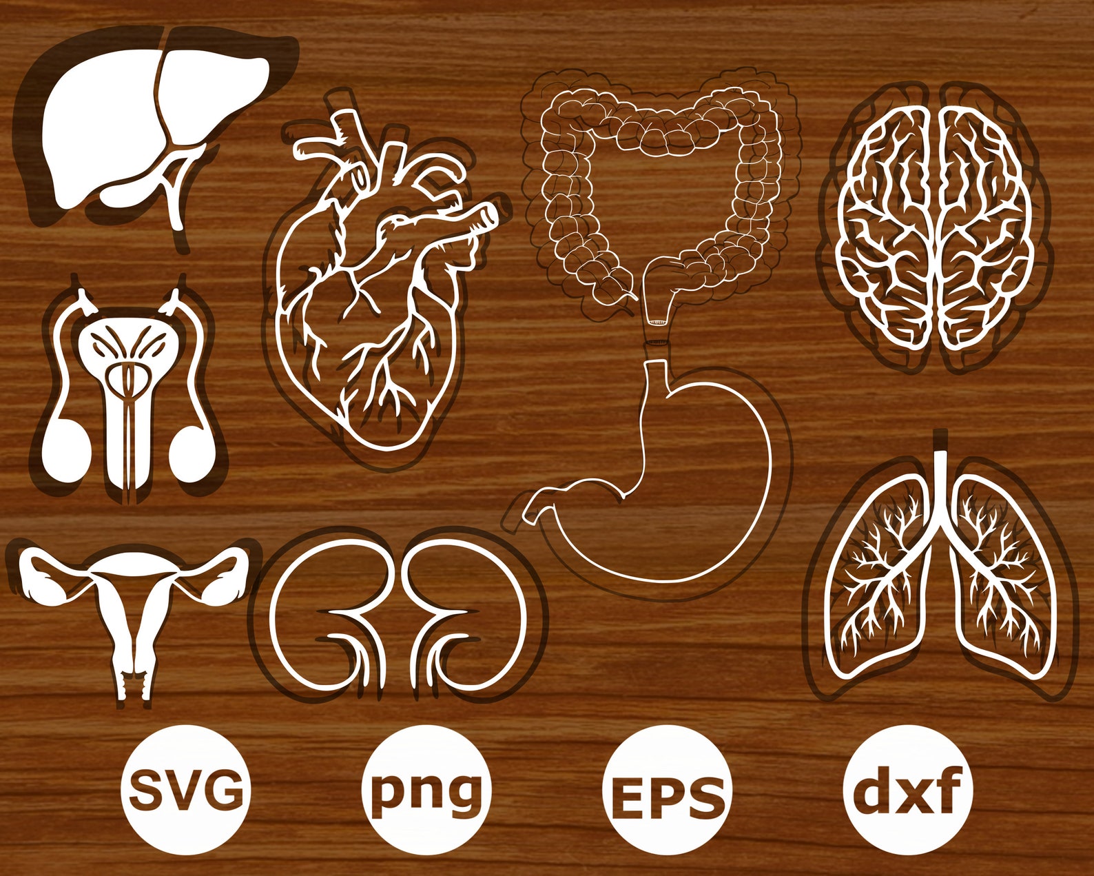 Human Body Parts Svg .human Body Organs Svg . Human Body Organs Cut ...