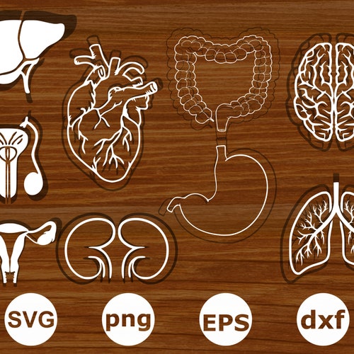 Human Body Parts Svg .human Body Organs Svg . Human Body - Etsy