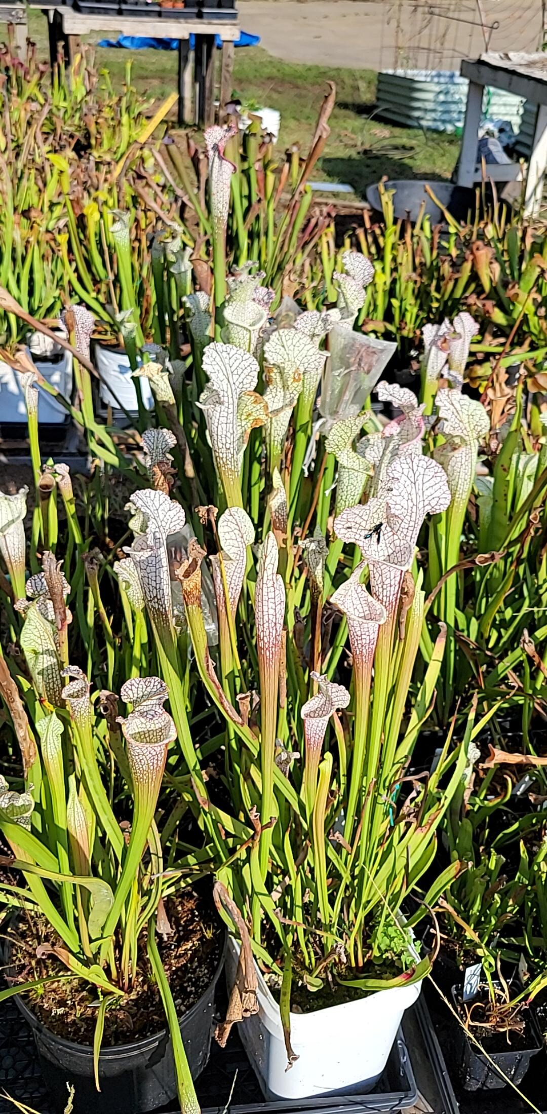 North American Pitcher Plant Sarracenia Leucophylla Open Pollinated Seeds - Etsy