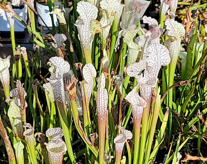 North American Pitcher Plant Sarracenia Leucophylla Open Pollinated Seeds - Etsy